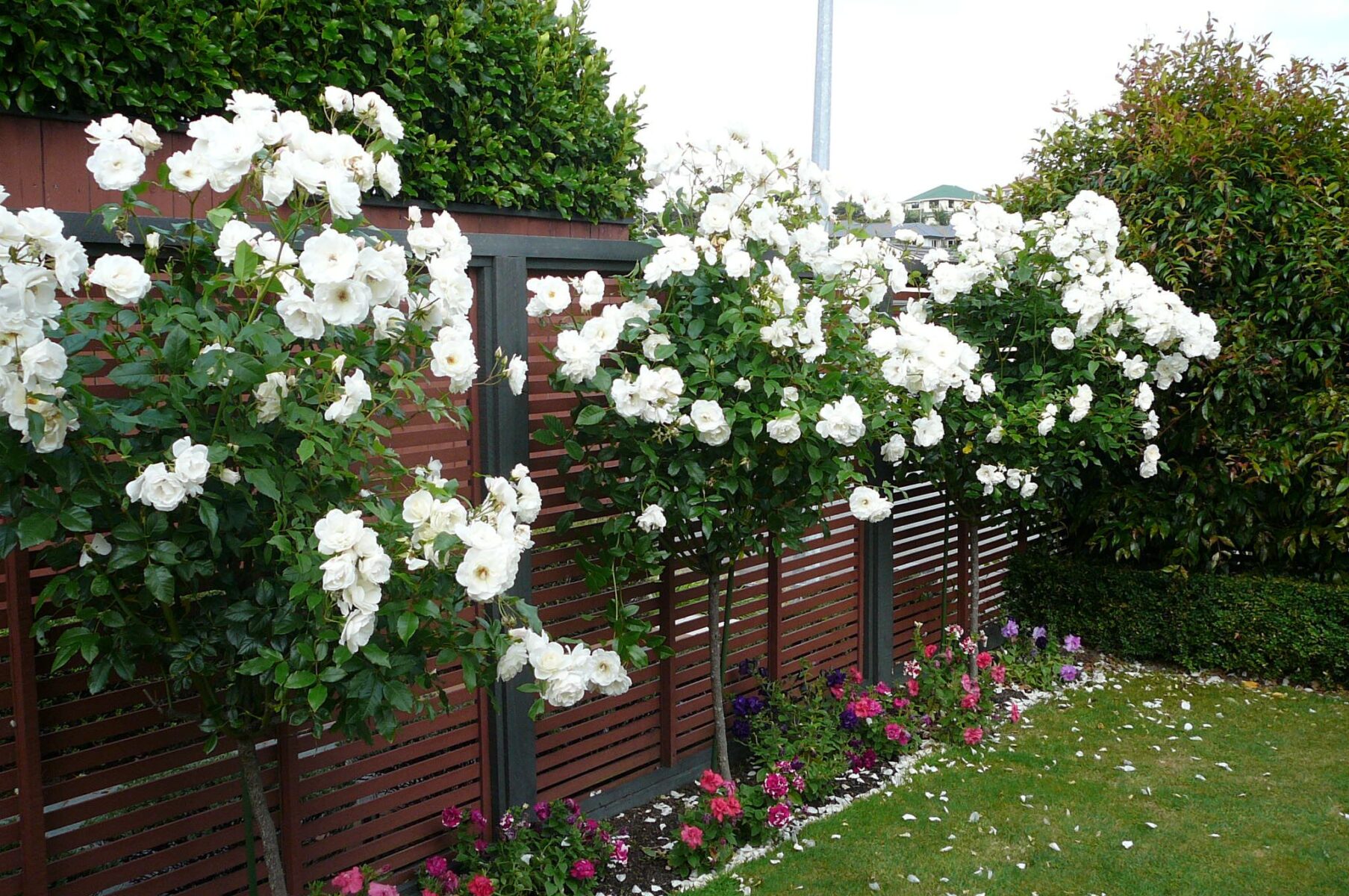 Garden Maintenance Doncaster | Lawn & Garden Care Experts