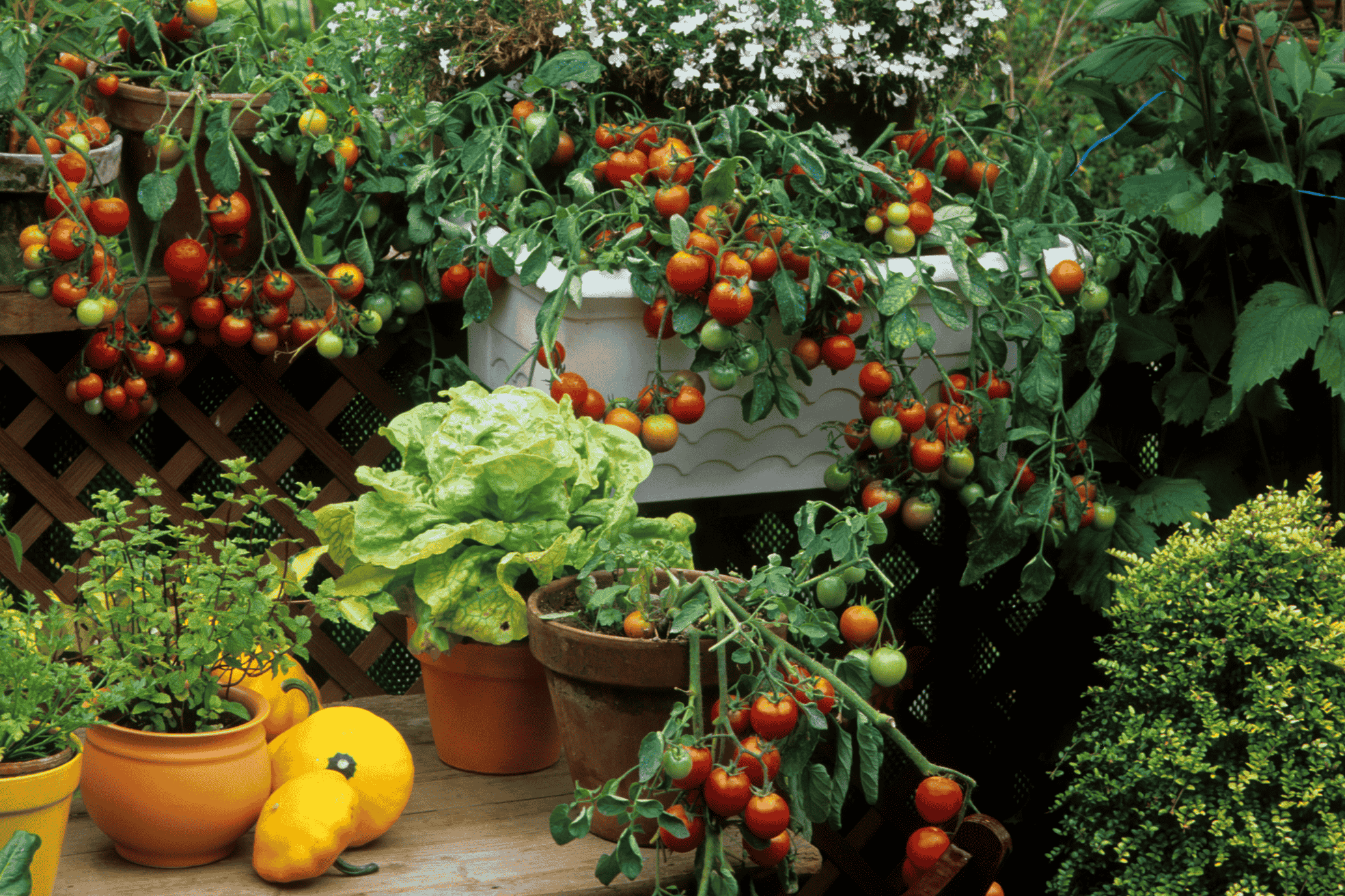 How to Create a Balcony Edible Garden with Grow Bags