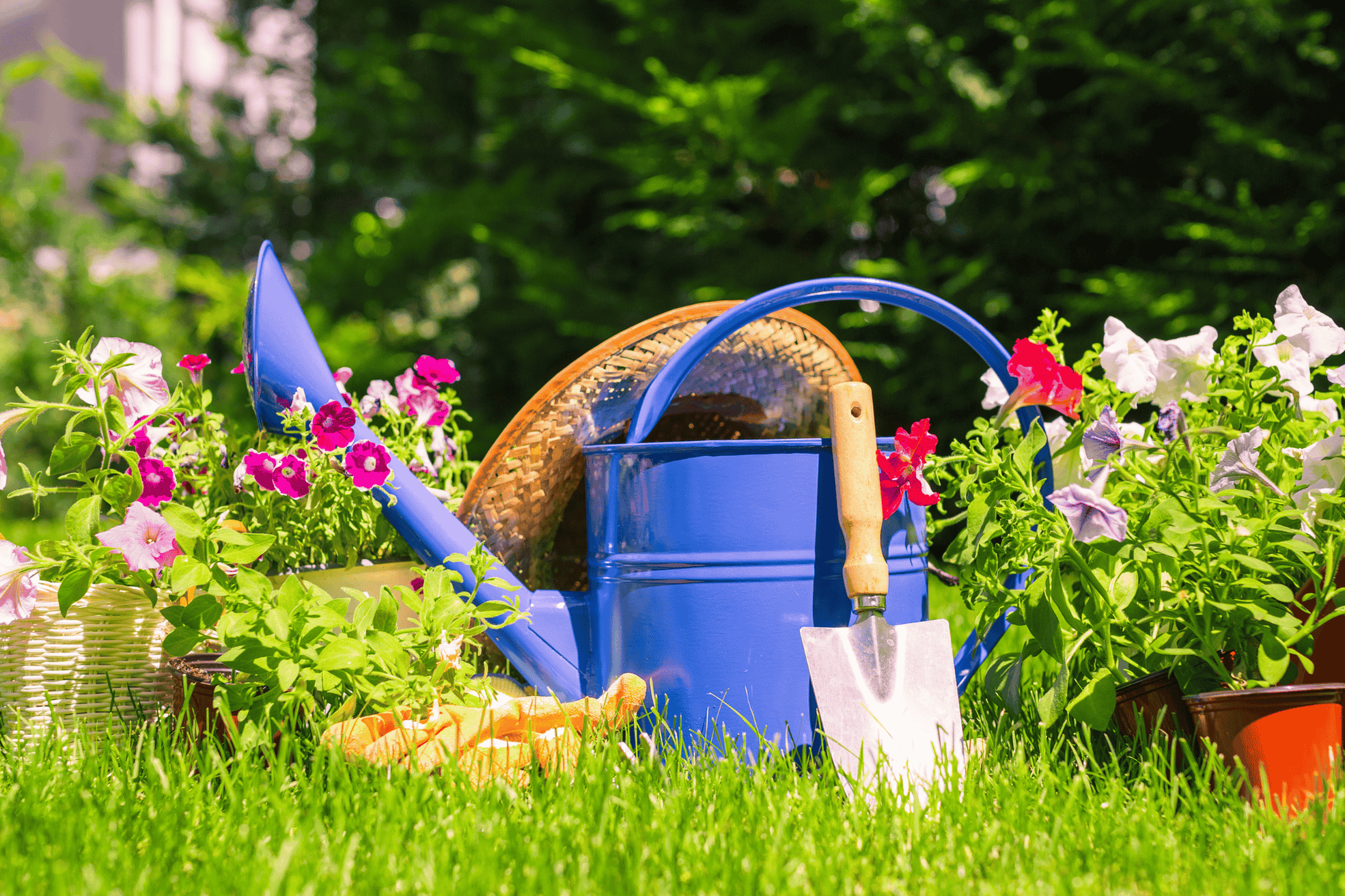 Common Gardening Tools and Accessories for Home Gardeners