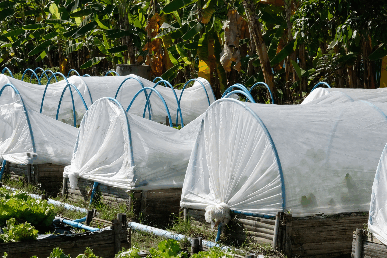 Bird Netting – Gardening Direct Australia