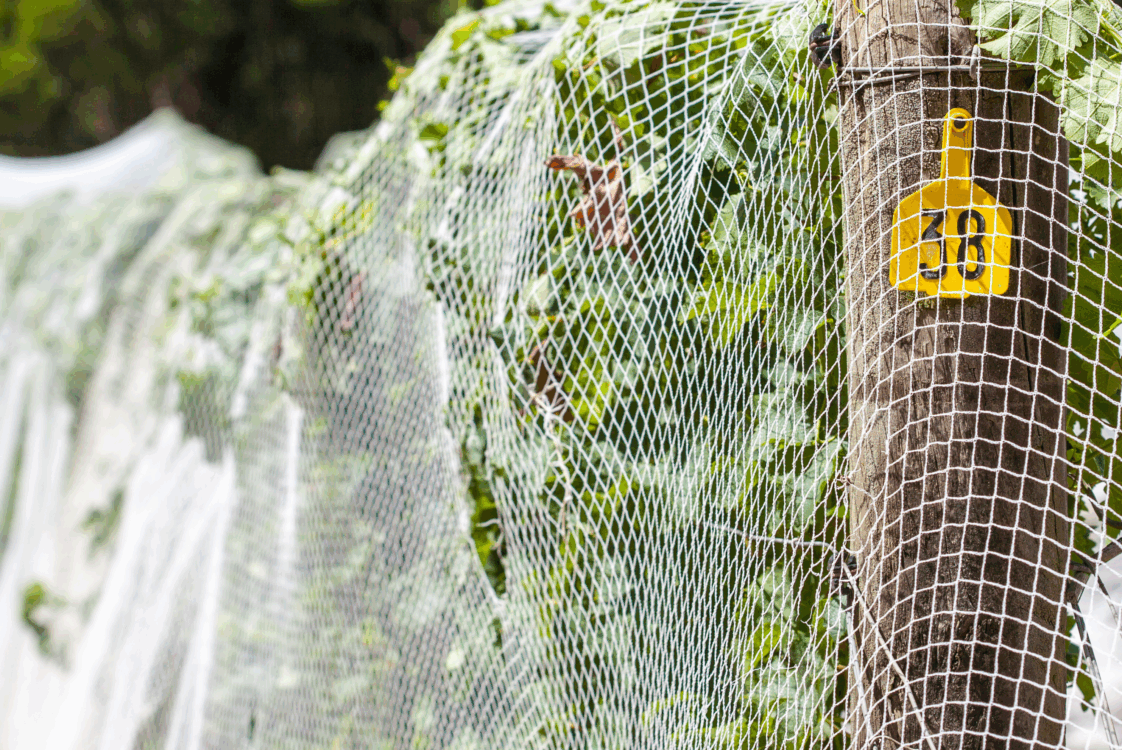 Bird Netting – Gardening Direct Australia